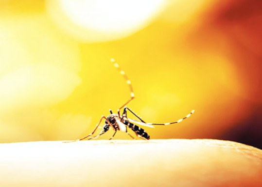 Over 200,000 Cases in 2015: Dengue Symptoms and Prevention