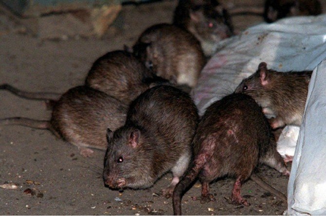 Rats bit unsupervised toddler to death during the night
