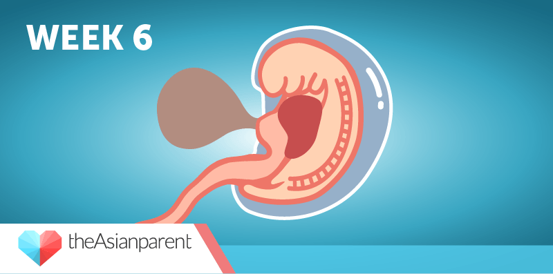 Week 6: Week By Week Pregnancy Guide For Asian Mothers