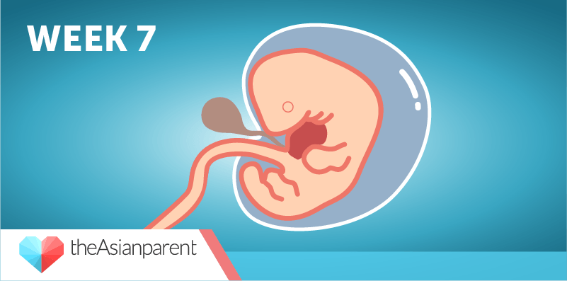Week 7: Week By Week Pregnancy Guide For Asian Mothers