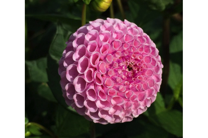 Does your Child have Trypophobia? Look at these Photos!