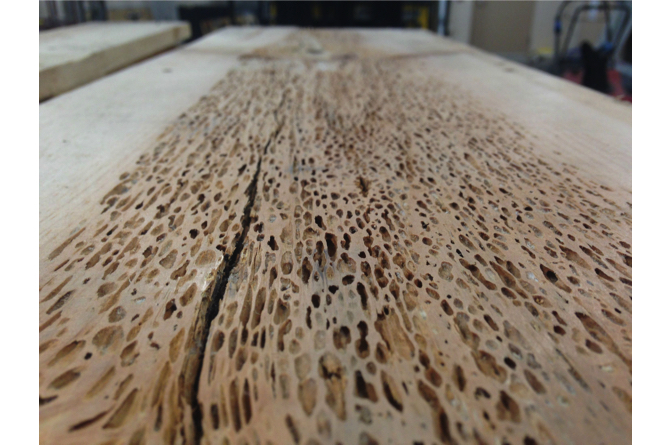 Does your Child have Trypophobia? Look at these Photos!