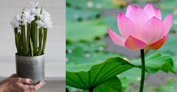 10 Tanaman Air untuk Mempercantik Kolam di Rumah