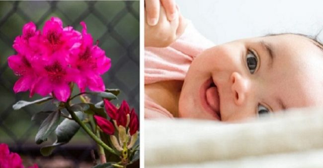 Ini Arti Nama Azalea: Bunga Indah yang Mampu Hidup di Mana Pun