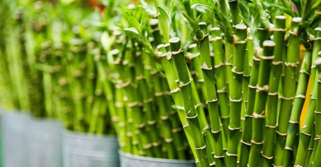 10 Fakta Pohon Bambu Serta Jenis yang Cocok Ditanam di Rumah